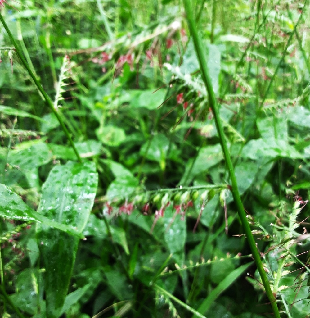 Basket Grass from Ganbenang NSW 2790, Australia on February 29, 2024 at ...