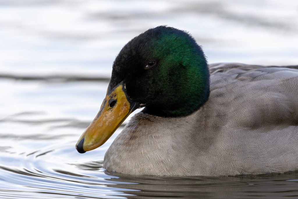 Domestic Mallard in February 2024 by Manuel Raab · iNaturalist