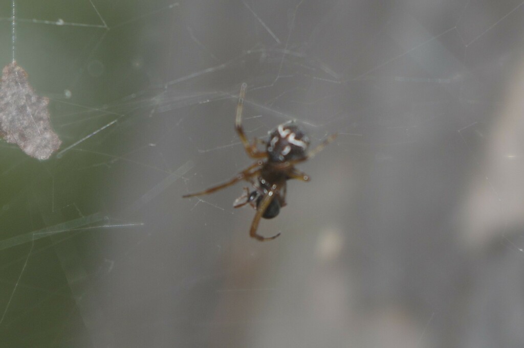 Cobweb Spiders from Tinana QLD 4650, Australia on March 4, 2024 at 11: ...