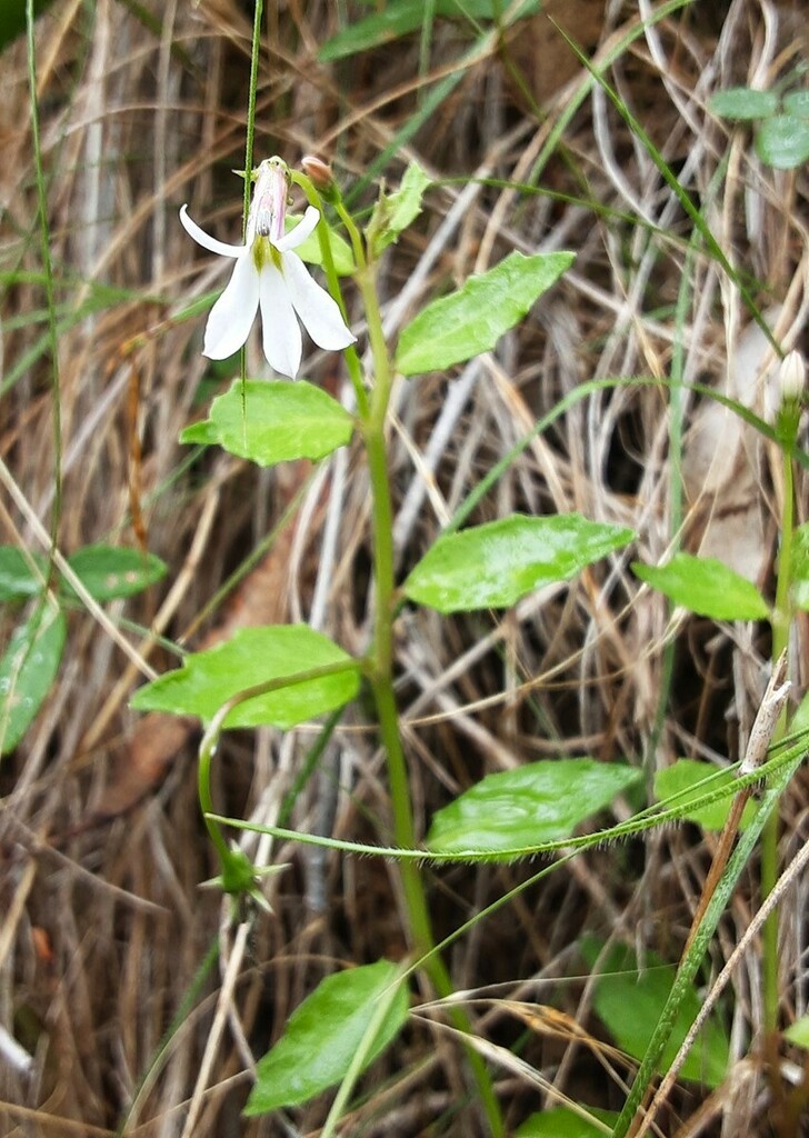 White Root from Ganbenang NSW 2790, Australia on February 29, 2024 at ...