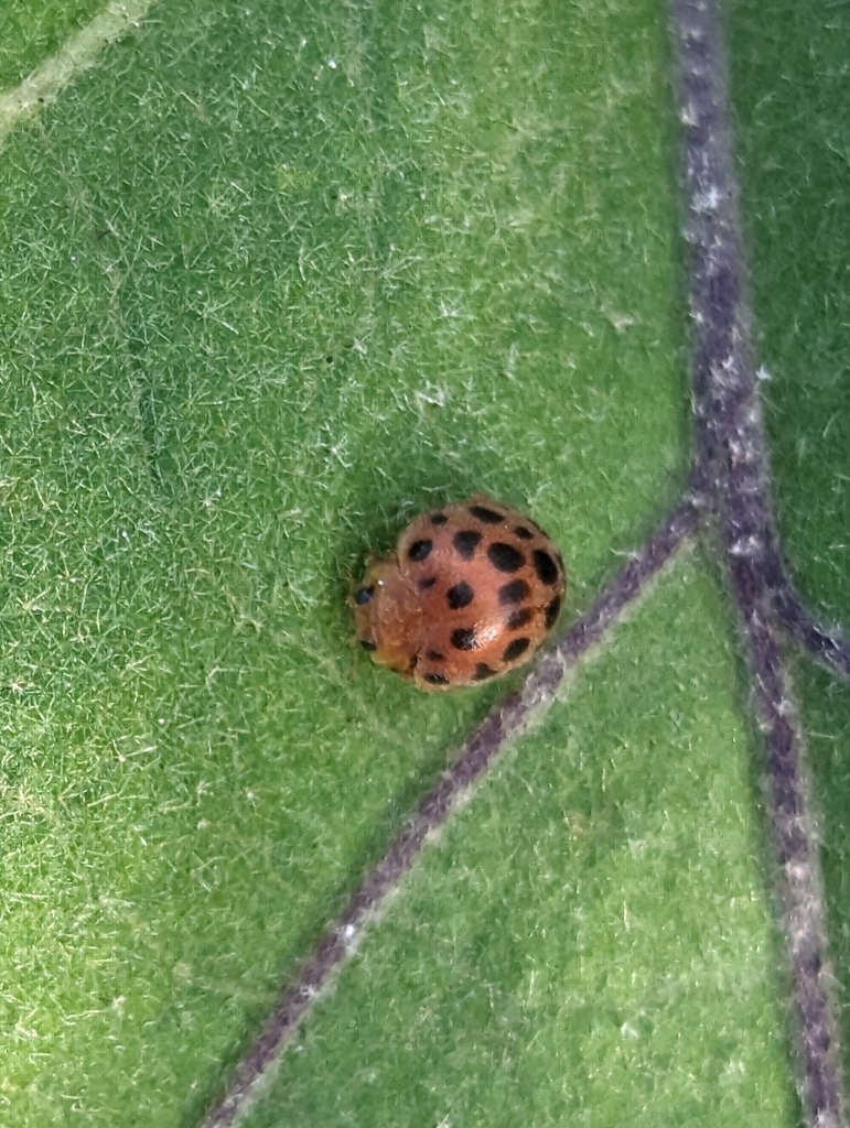Twenty-eight spotted lady beetle from FQF2+P8F G3 Hagatna Community ...