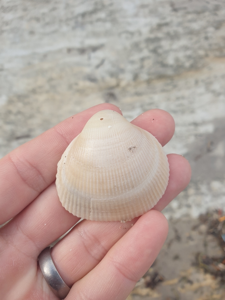Common Southern Cockle from Port Botany NSW 2036, Australia on March 4 ...
