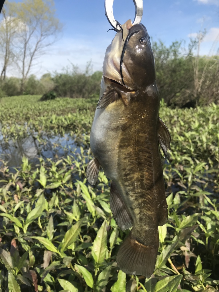 Brown Bullhead in April 2019 by RD · iNaturalist