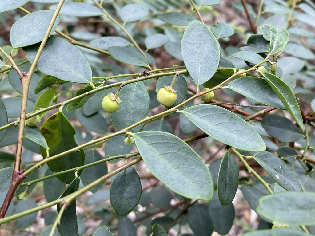 coffee bush from Central Coast NSW, Australia on March 4, 2024 at 04:06 ...