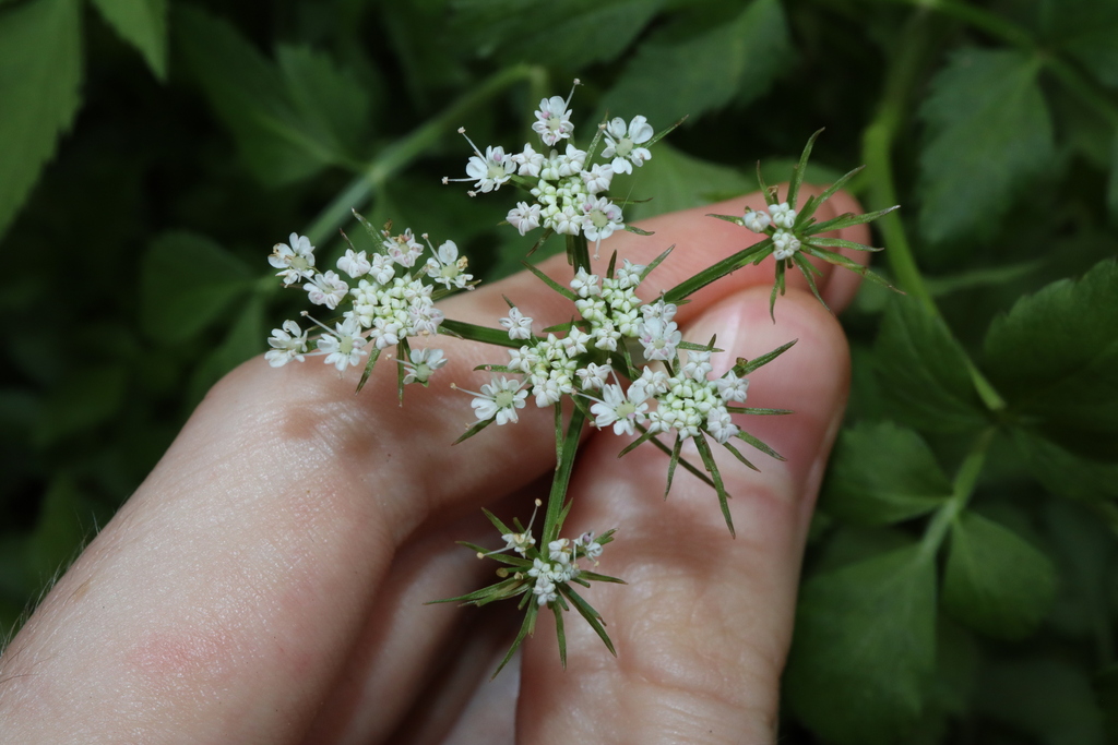Java water-dropwort from Sydney NSW, Australia on March 4, 2024 at 11: ...
