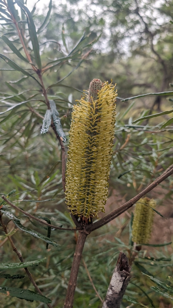 Banksia seminuda from Barrabup WA 6275, Australia on March 3, 2024 at ...