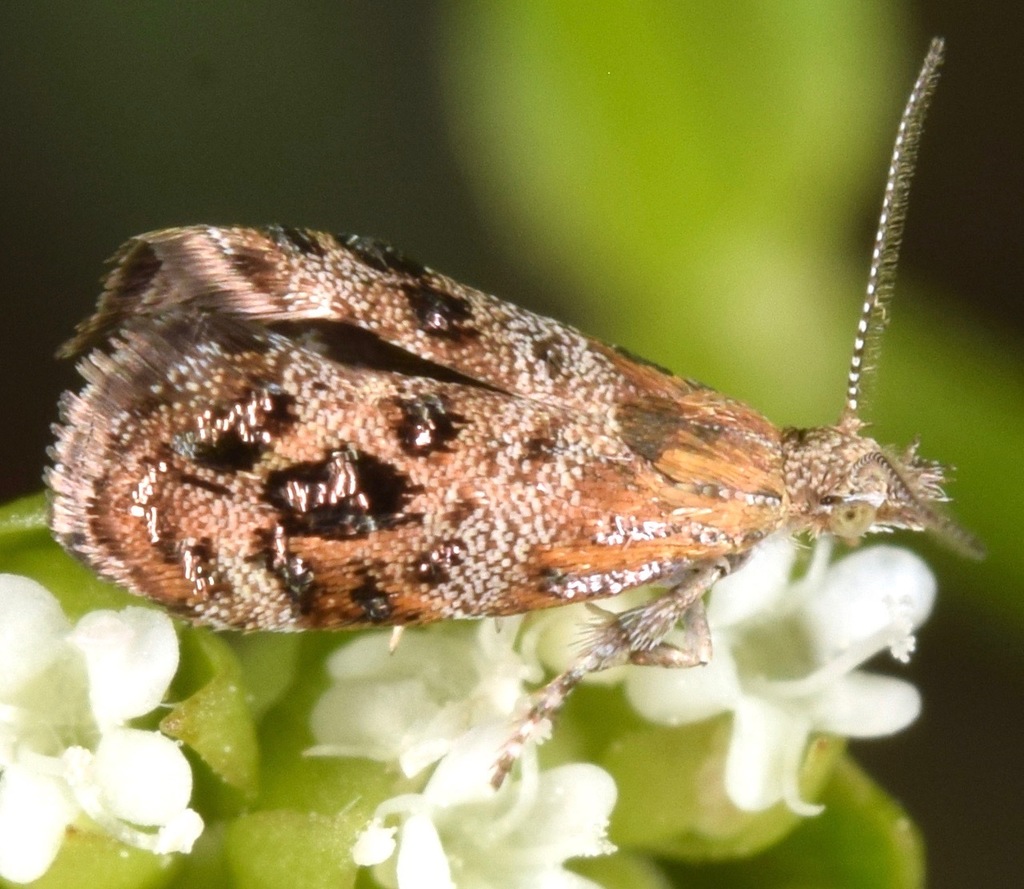 Everlasting Tebenna Moth (Moths of Georgia) · iNaturalist