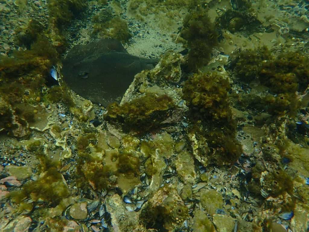 Eastern Shovelnose Stingaree from Hampton Beach, Victoria, Australia on ...