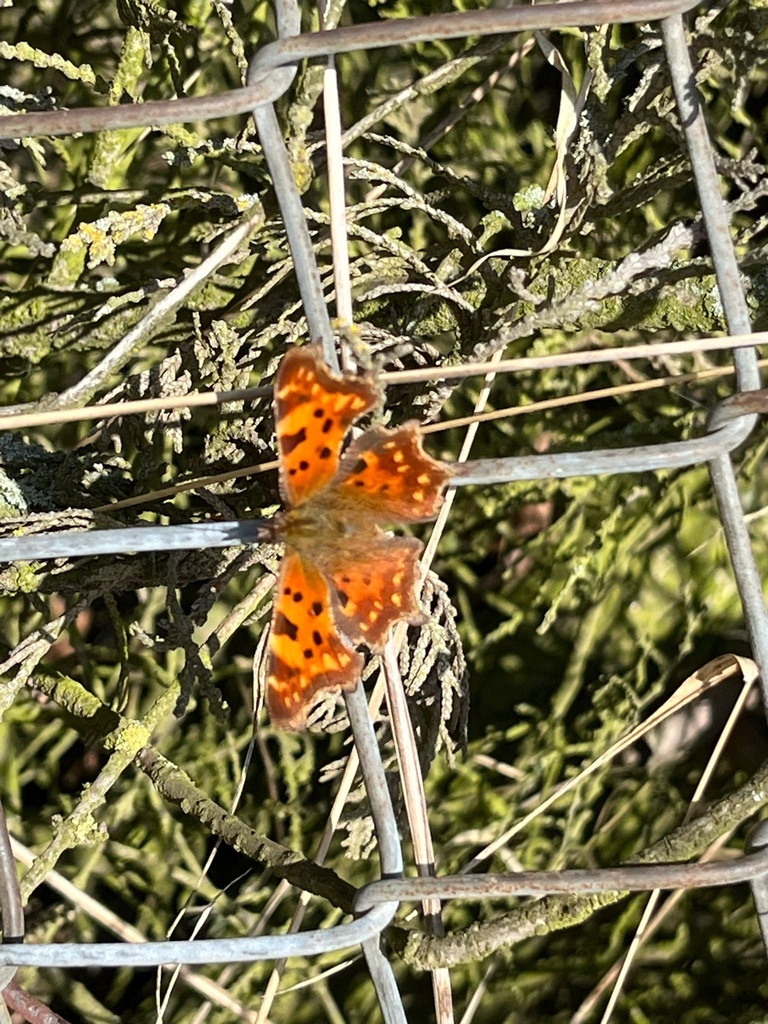 European Comma from Museum der Natur, Hamburgo, DE on March 4, 2024 at ...