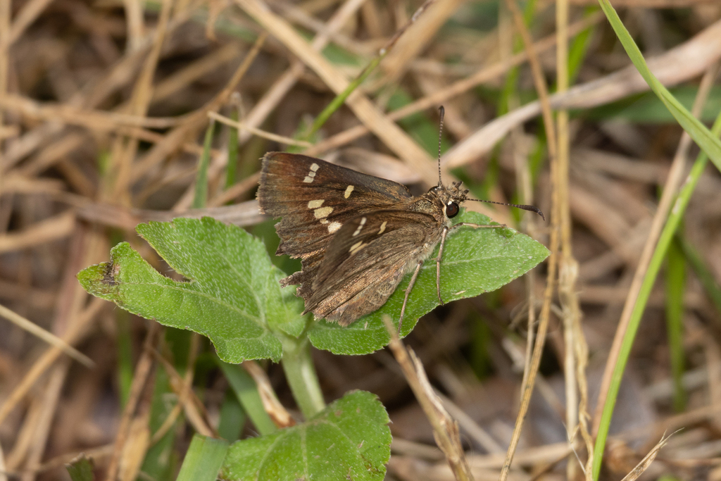 Banded Grass-skipper from Pine Mountain QLD 4306, Australia on March 3 ...