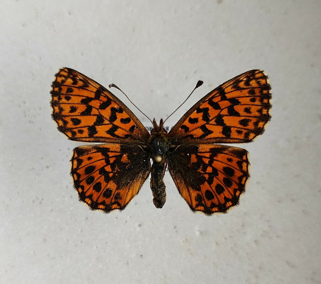 Weaver's Fritillary from Южский р-н, Ивановская обл., Россия on June 2 ...