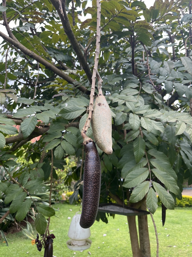 Sausage tree from Kieni, Nyeri, KE on March 4, 2024 at 01:55 PM by ...