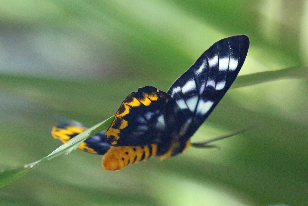 four o'clock moth from Cairns QLD, Australia on March 4, 2024 at 11:44 ...