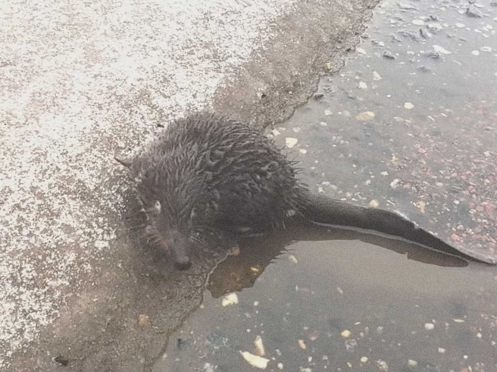 Russian Desman in March 2010 by Артур Крылов · iNaturalist