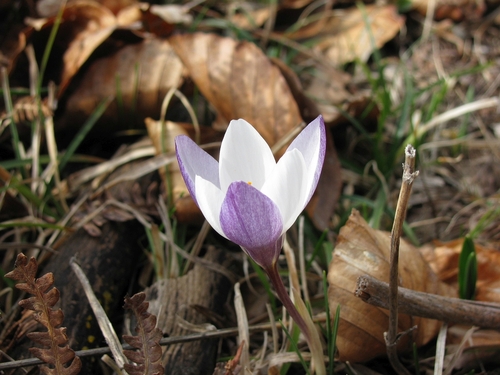 Subespecies Crocus biflorus alexandri · iNaturalist Mexico