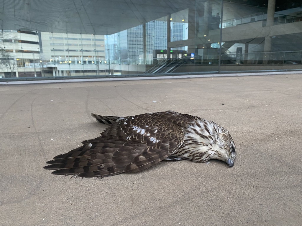Cooper's Hawk from The Baltimore Convention Center, Baltimore, MD, US ...