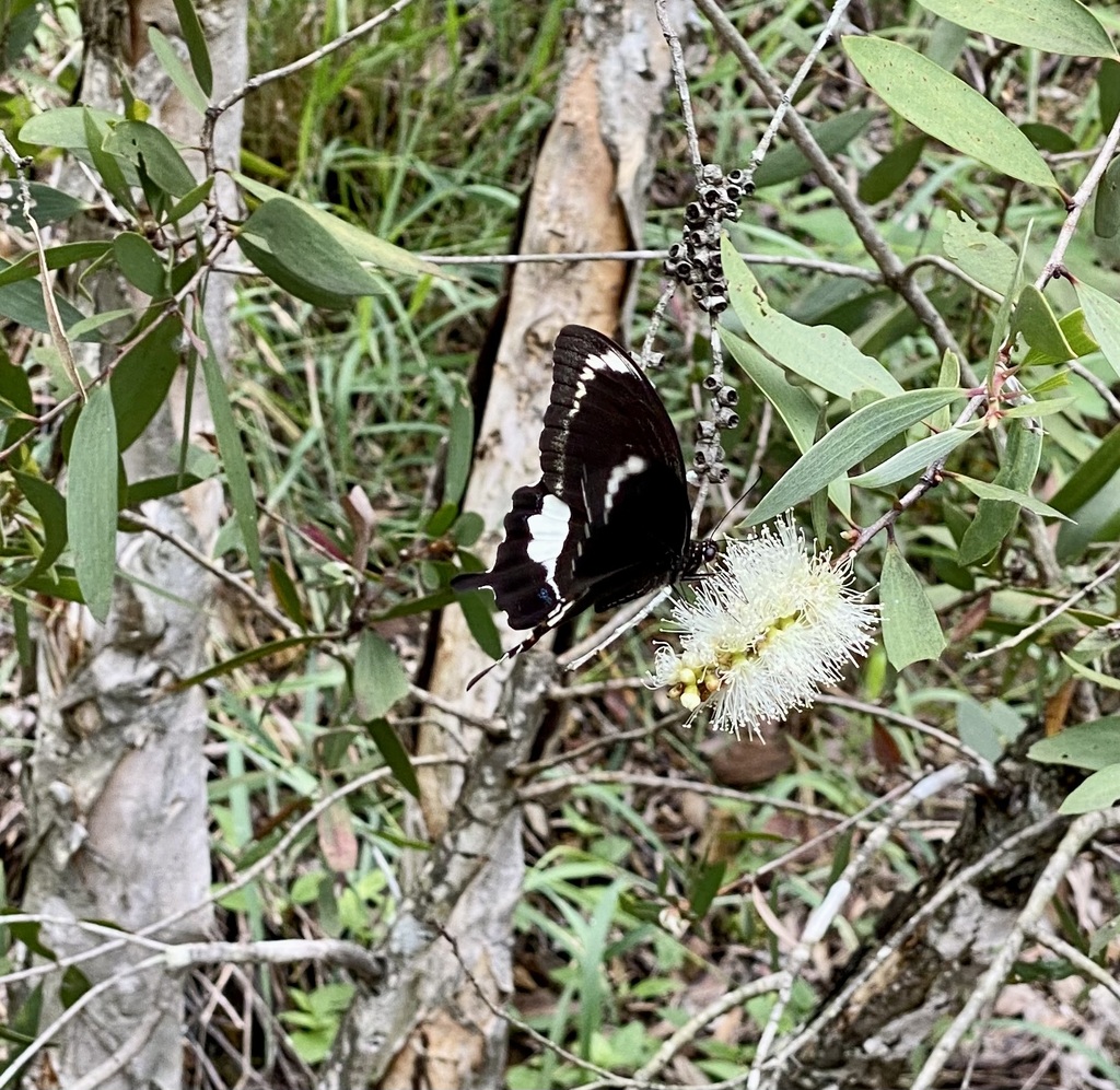 Capaneus Swallowtail from Upper Brookfield QLD 4069, Australia on ...