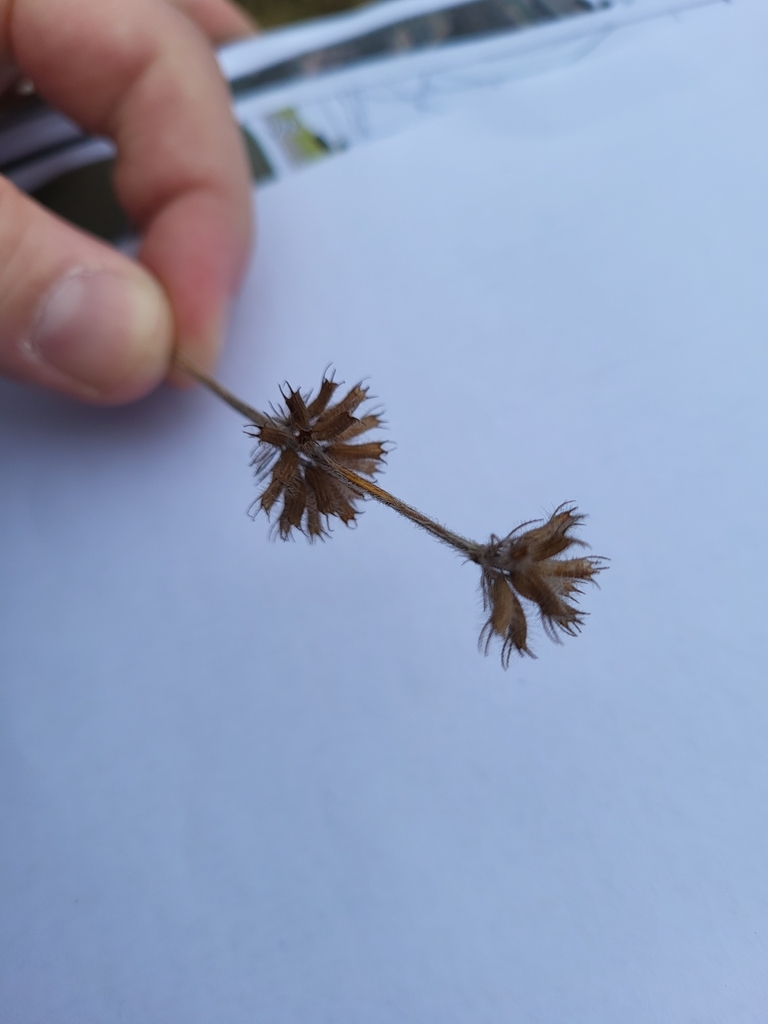 Wild Basil in March 2024 by Julian · iNaturalist