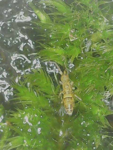 Orchesella cincta from Battersea Park, London SW11 4NJ, UK on March 2 ...
