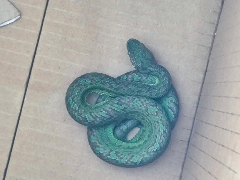 Tibetan Pit Viper from Bagmati, NP-MM, NP on July 15, 2023 at 10:50 AM ...