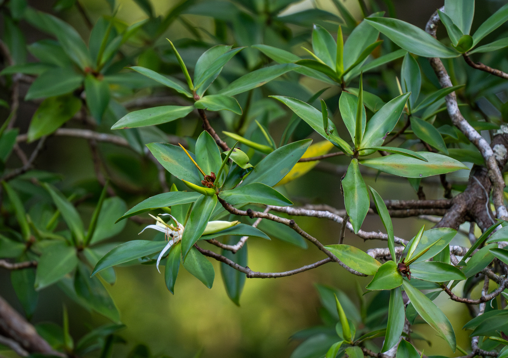 Tea Mangrove in February 2024 by Forest Botial-Jarvis · iNaturalist