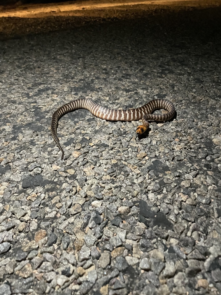 Woma Python in March 2024 by samdavid · iNaturalist