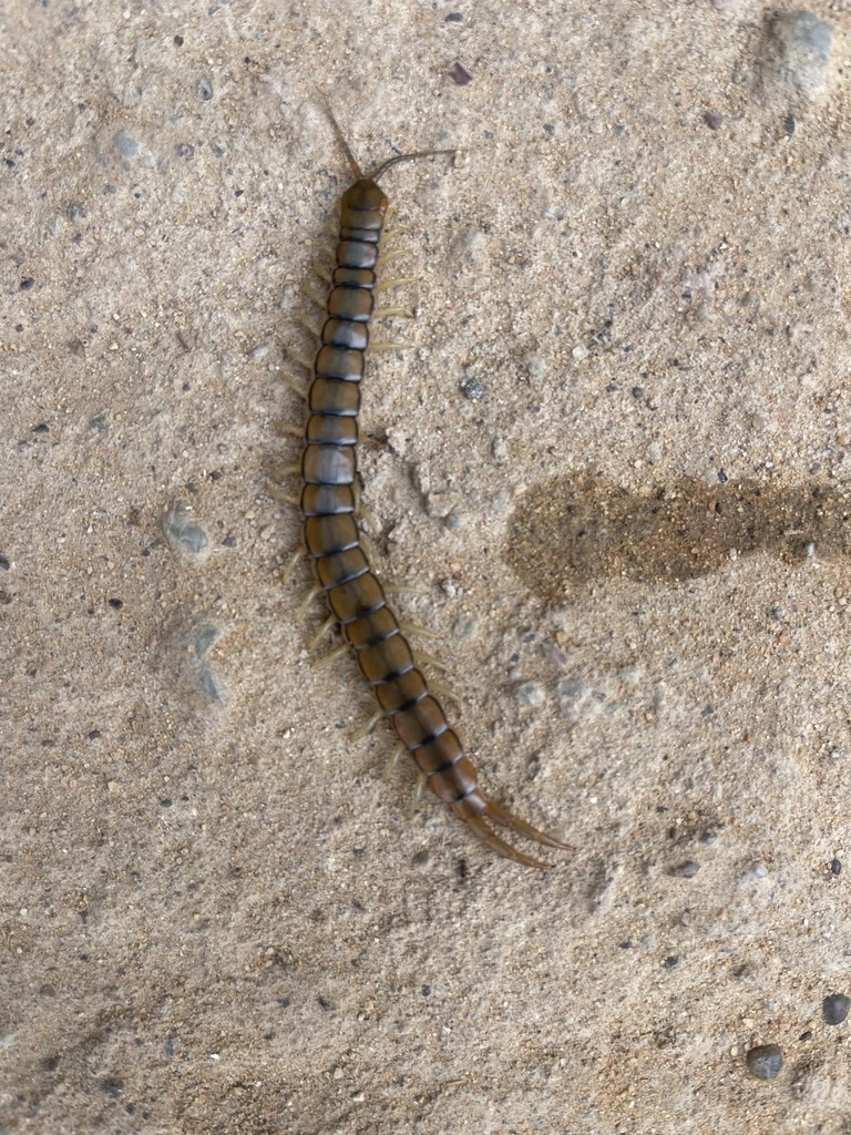 Giant Centipedes from River Nile, Sudan on December 11, 2023 at 05:50 ...