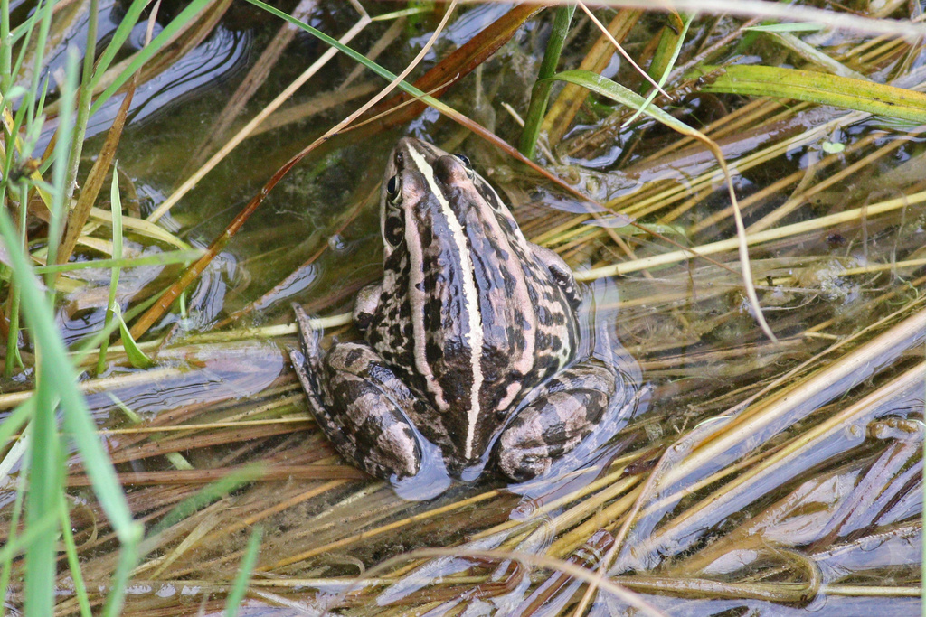Yellow River Frog in September 2020 by taiyi · iNaturalist