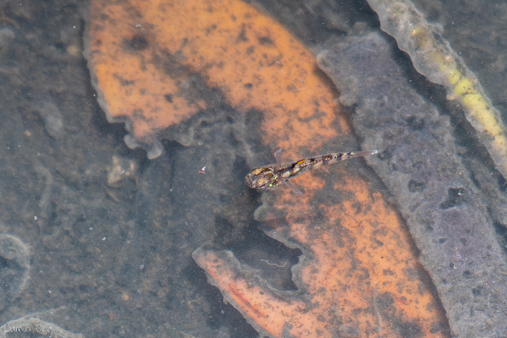 Roux's Dwarfgoby (Pandaka rouxi) - Marine Life Identification