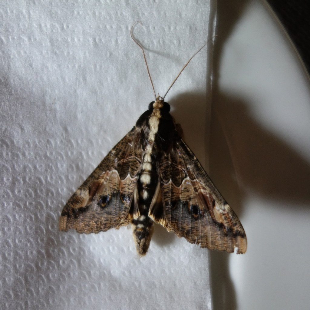 Sundowner moth from Skukuza, 1350, South Africa on November 12, 2016 at ...