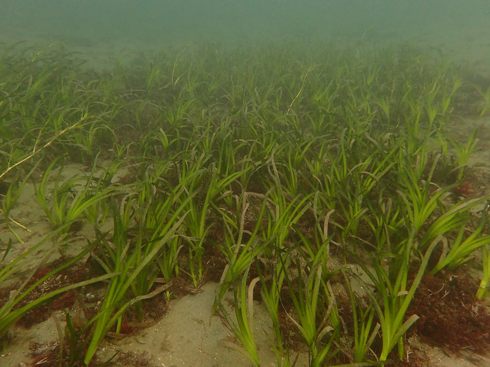 Zostera Marina Flowers
