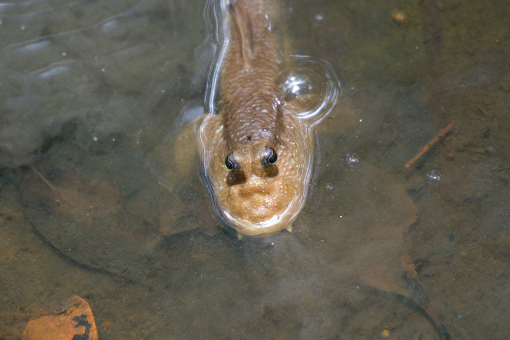 Giant Mudskipper (Periophthalmodon schlosseri) - Marine Life Identification