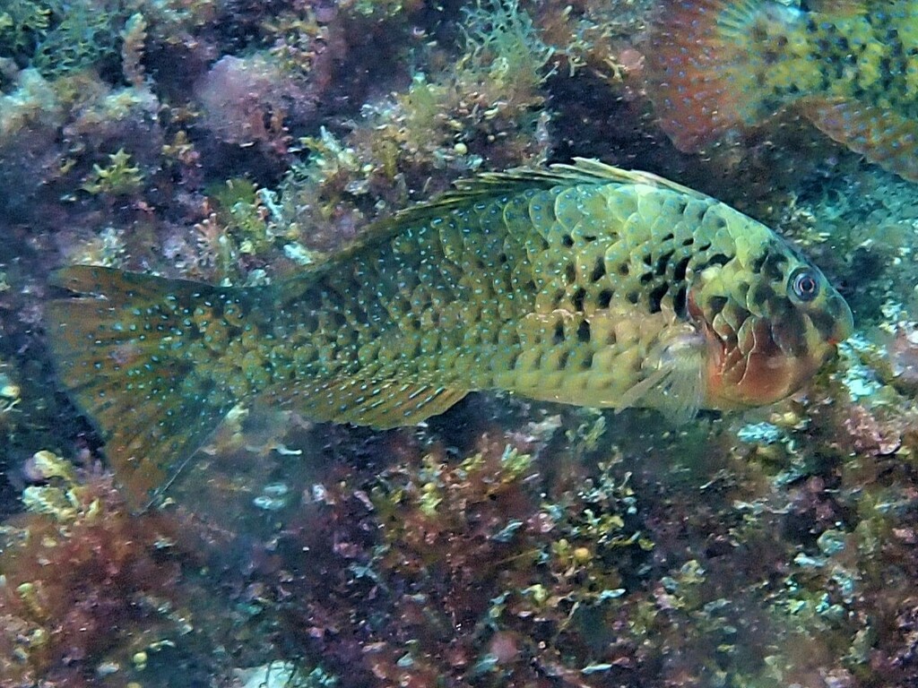 Marbled Parrotfish from Fish Hook Bay, Rottnest Island, WA, Australia ...
