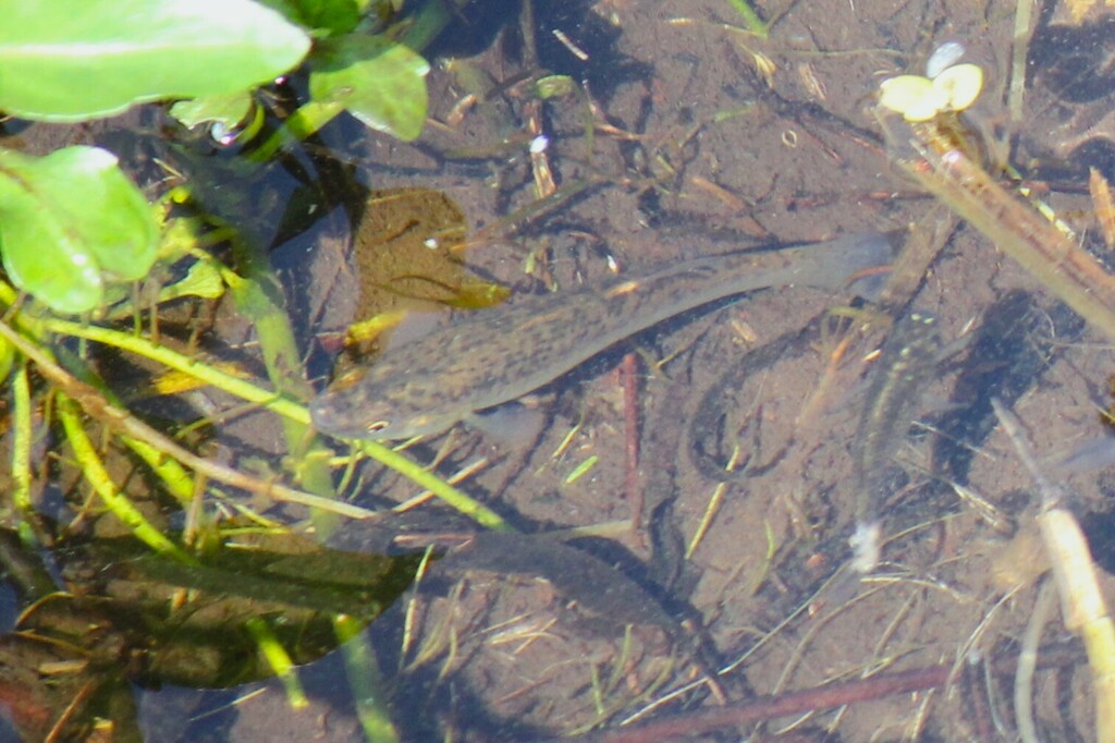 Typical Killifishes from Escambia County, FL, USA on February 23, 2024 ...