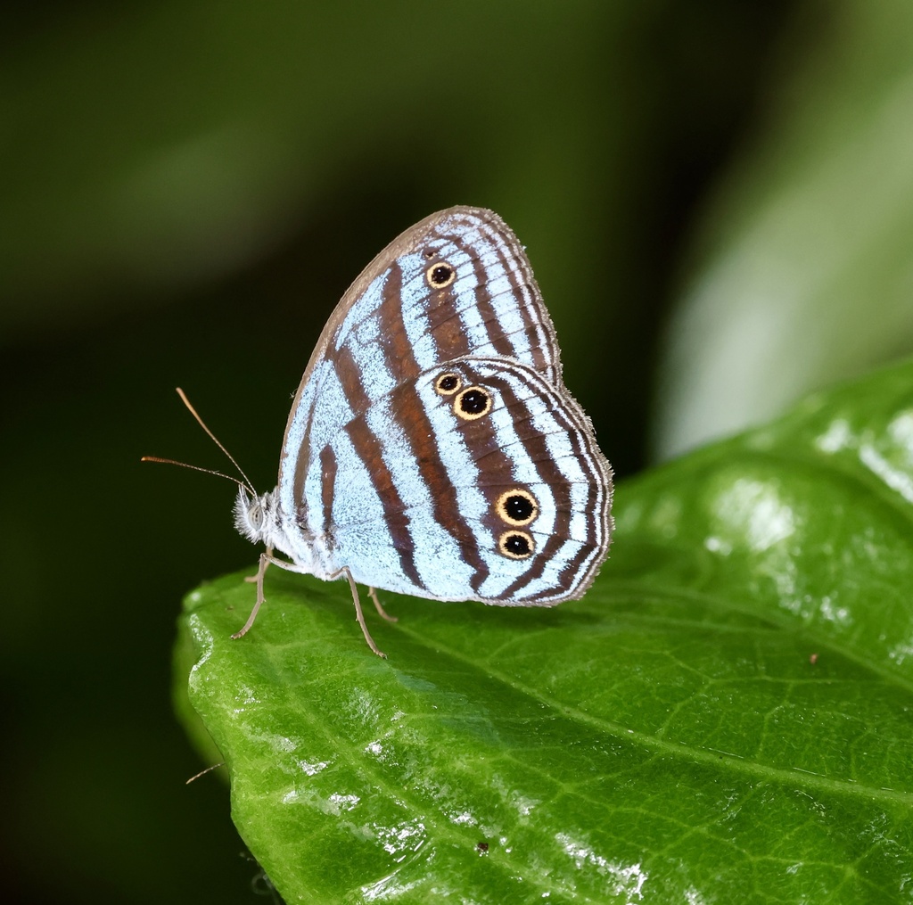 Cepheuptychia cephus from Amacayacu National Natural Park, Leticia ...