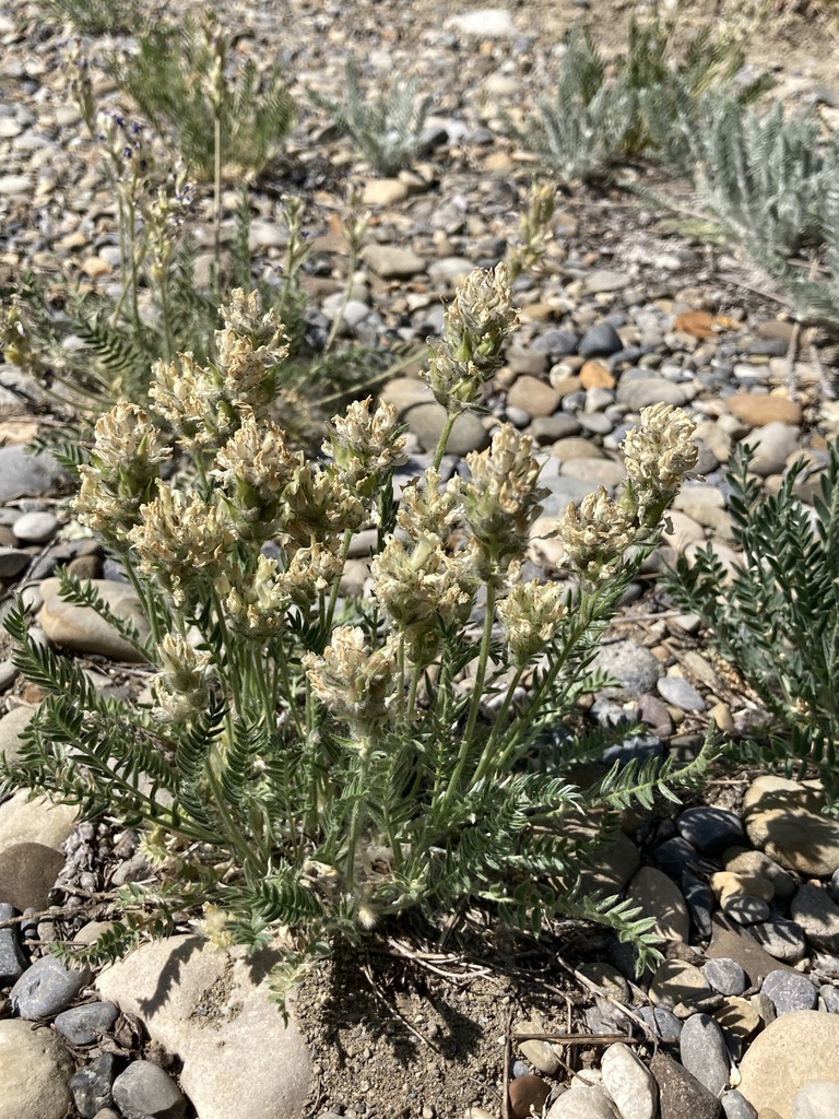 field locoweed from Southwest Calgary, Calgary, AB, Canada on June 10 ...