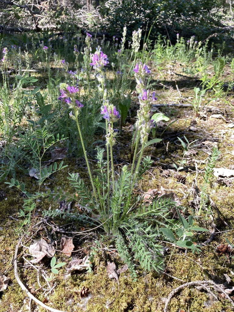 boreal locoweed from Southwest Calgary, Calgary, AB, Canada on June 10 ...