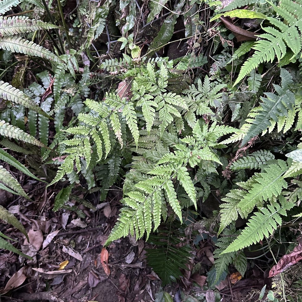 Tectaria dissecta in March 2024 by 洪阿愷 · iNaturalist