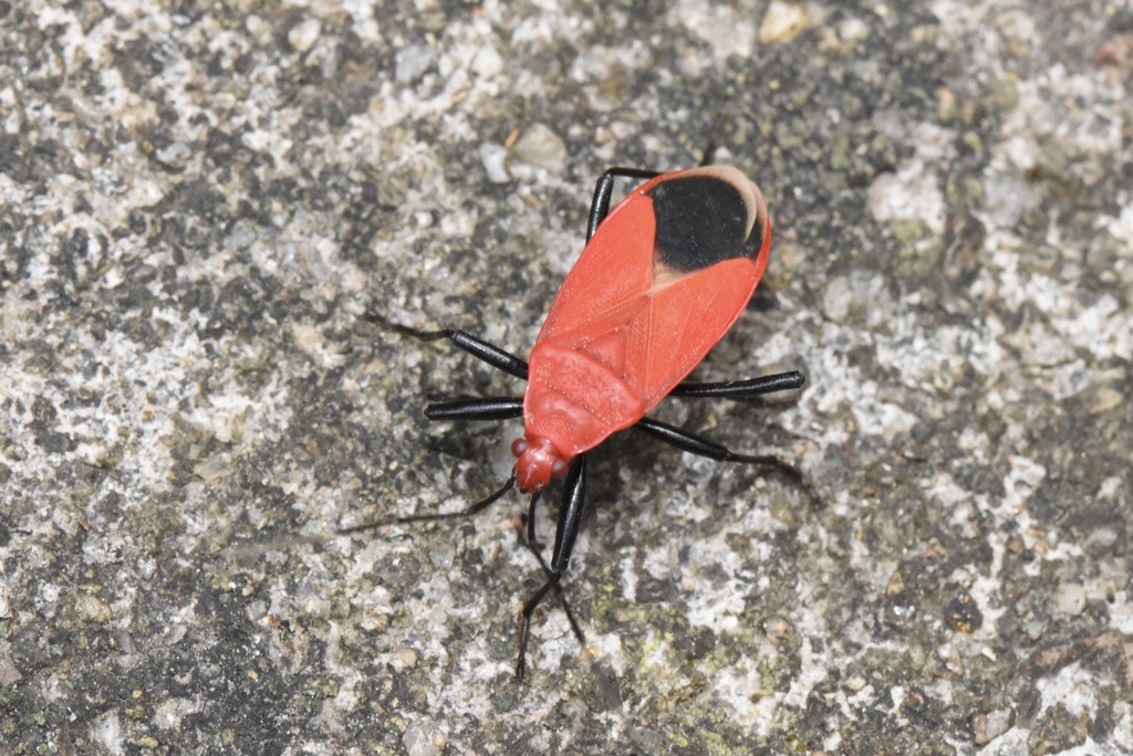 Antilochus nigripes in March 2024 by 桃子 · iNaturalist