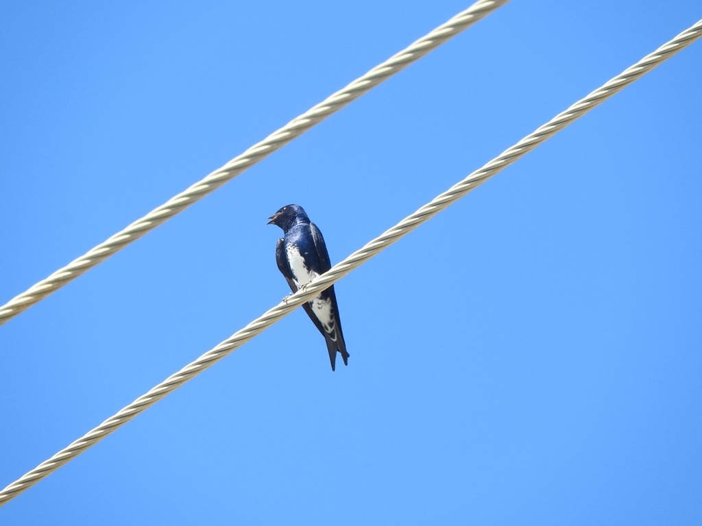 Caribbean Martin from Tobago, Trinidad and Tobago, TT on March 4, 2024 ...