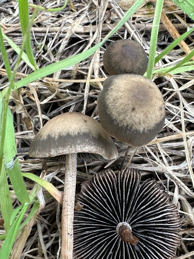 Banded Mottlegill in February 2024 by Bat Vardeh · iNaturalist