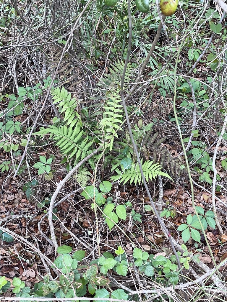 Soft Fern from Flatwoods Conservation Park, Thonotosassa, FL, US on ...