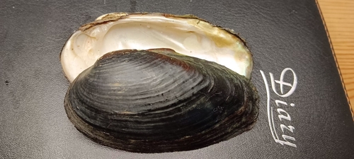 Cuneopsis demangei · NaturaLista Colombia