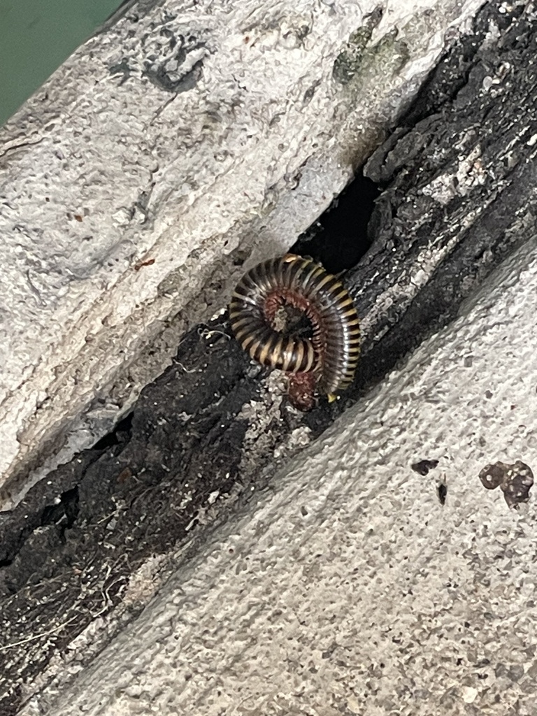 Bumblebee Millipede from University of South Florida, Tampa, FL, US on ...