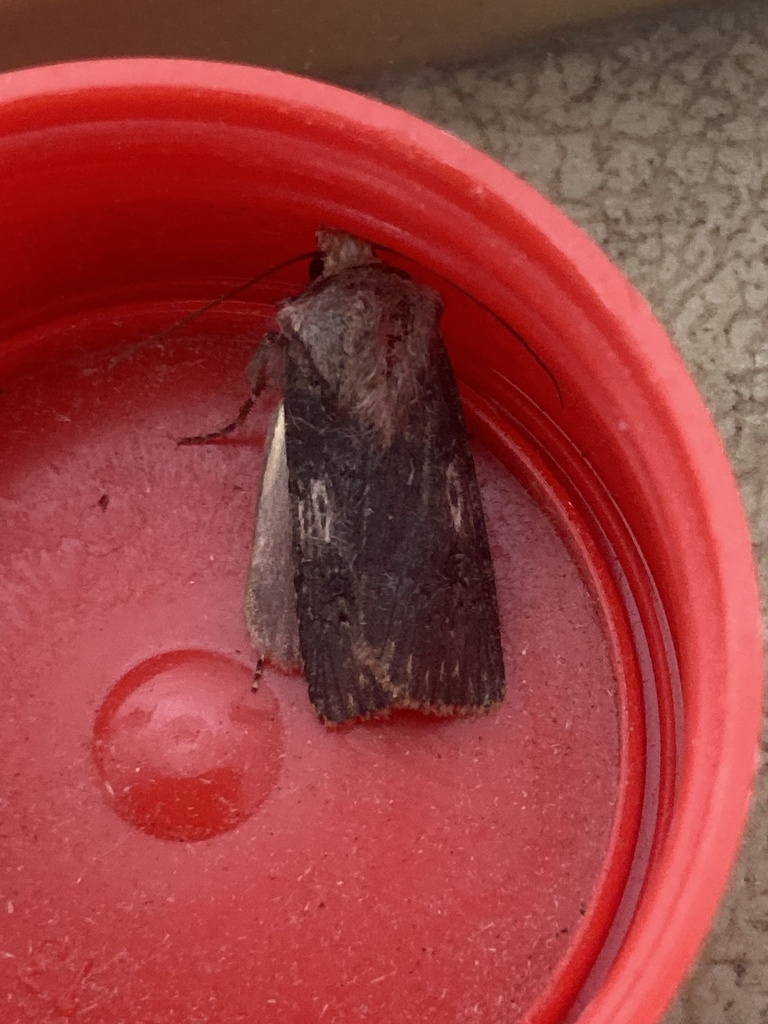 Shuttle-shaped Dart from Gibraltar Nature Reserve, Gibraltar on March 4 ...