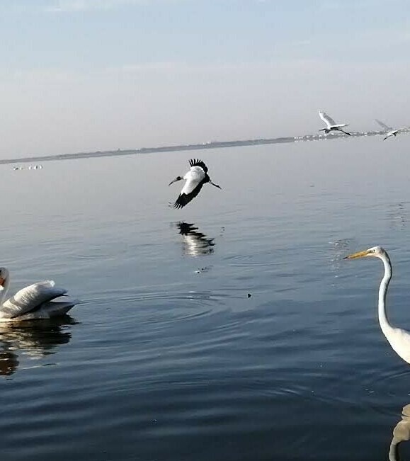 Wood Stork from San Pedro las Playas, Tres Palos, Acapulco de Juárez ...