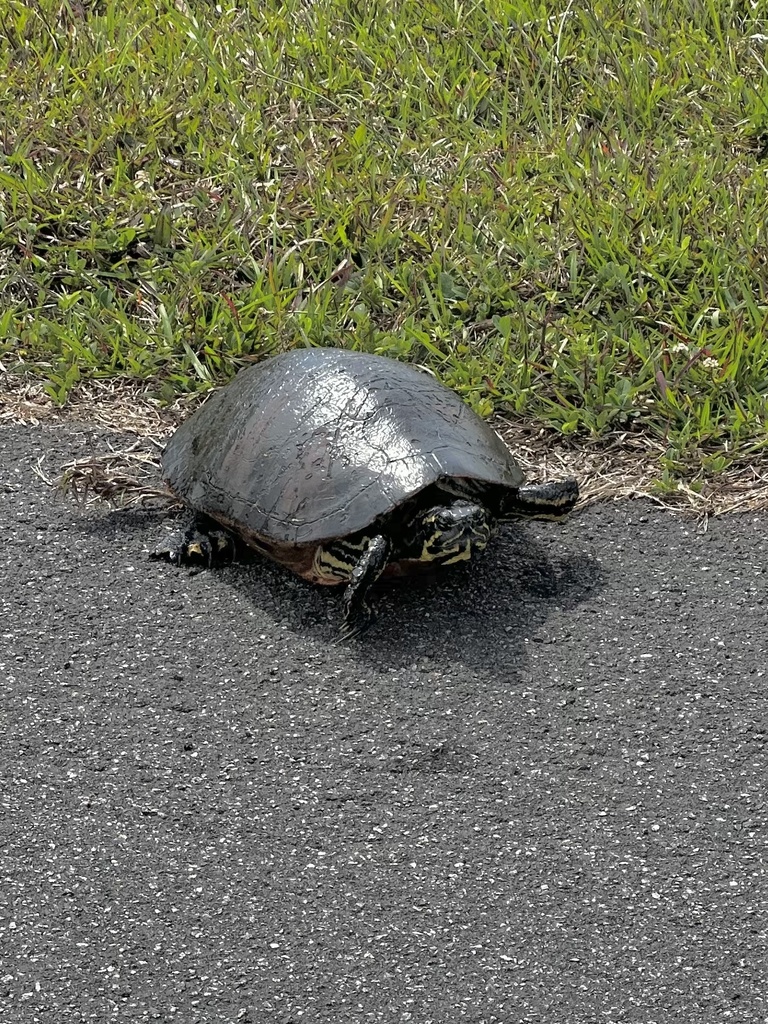 Florida Redbelly Turtle from Everglades National Park, Homestead, FL ...