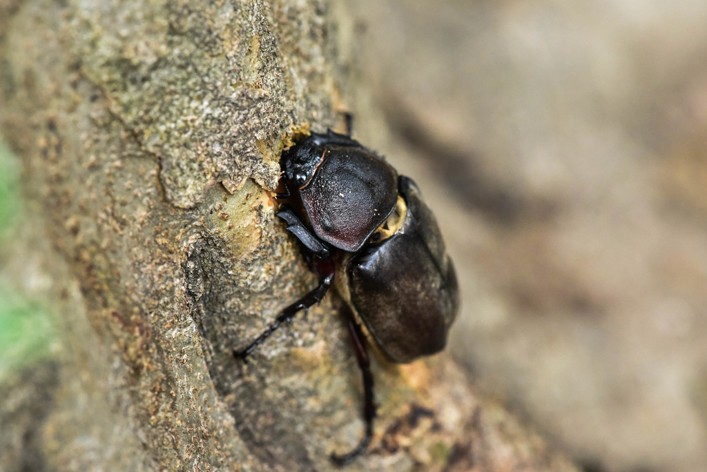 Trypoxylus dichotomus tsunobosonis from 台灣台北 on June 24, 2018 at 03:44 ...