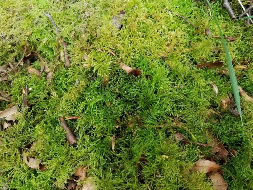 Common Feather-moss from Camp Long, down hill from Stone Compass on ...