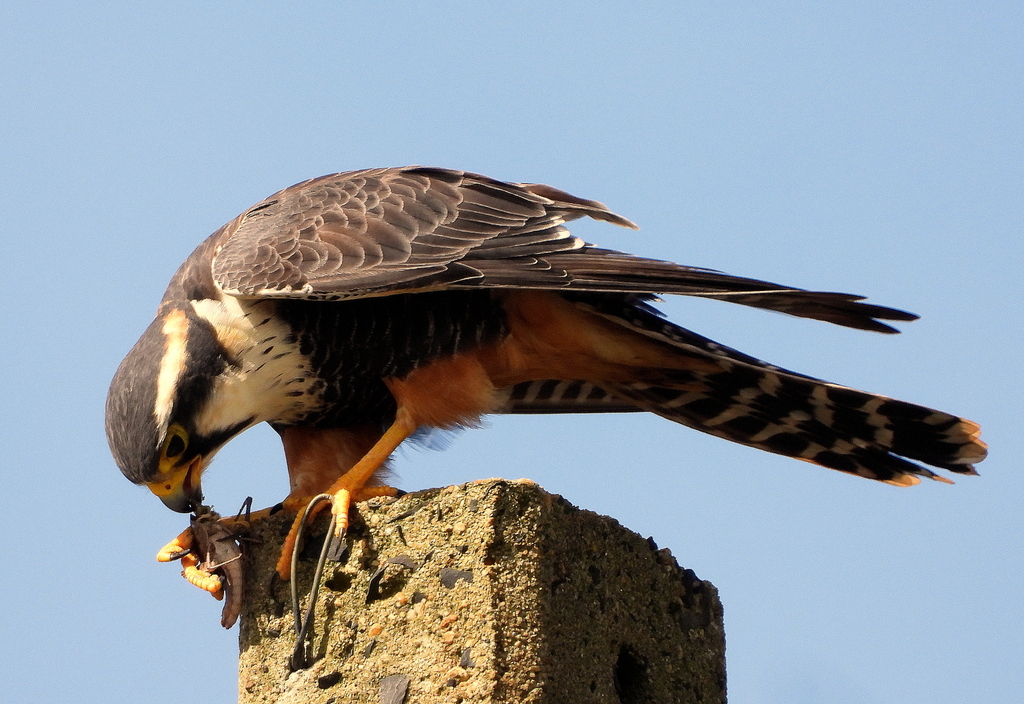Aplomado Falcon from Mineiros - GO, 75830-000, Brasil on May 7, 2023 at ...